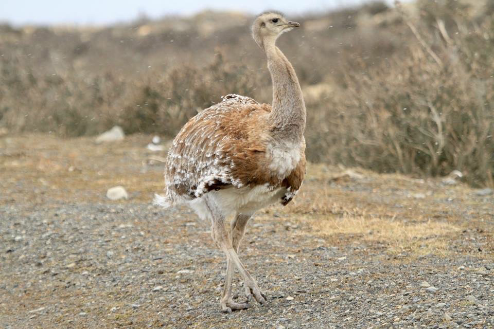 Chile Birding Tour - Nature Travel Birding