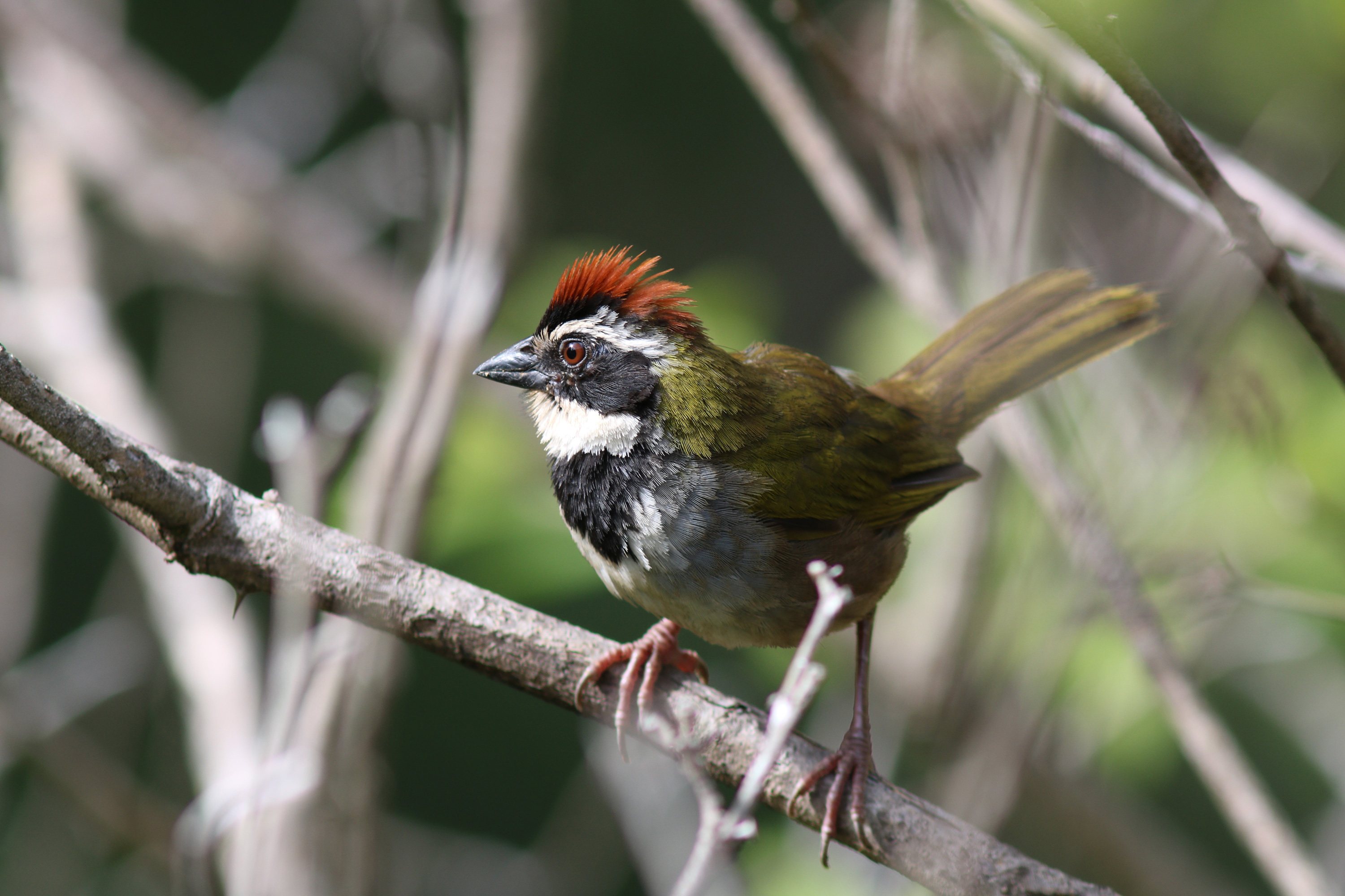 Mexico - Nature Travel Birding