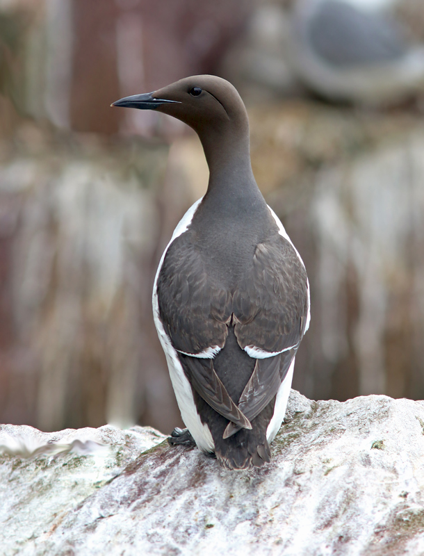 Newfoundland - Nature Travel Birding