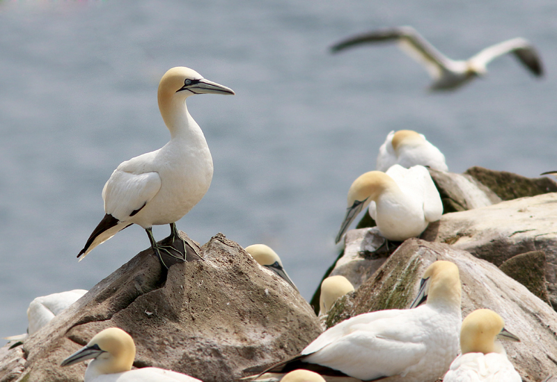 Newfoundland - Nature Travel Birding