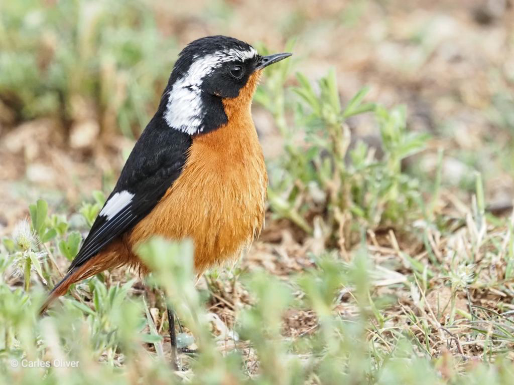 Morocco Trip Report - Nature Travel Birding