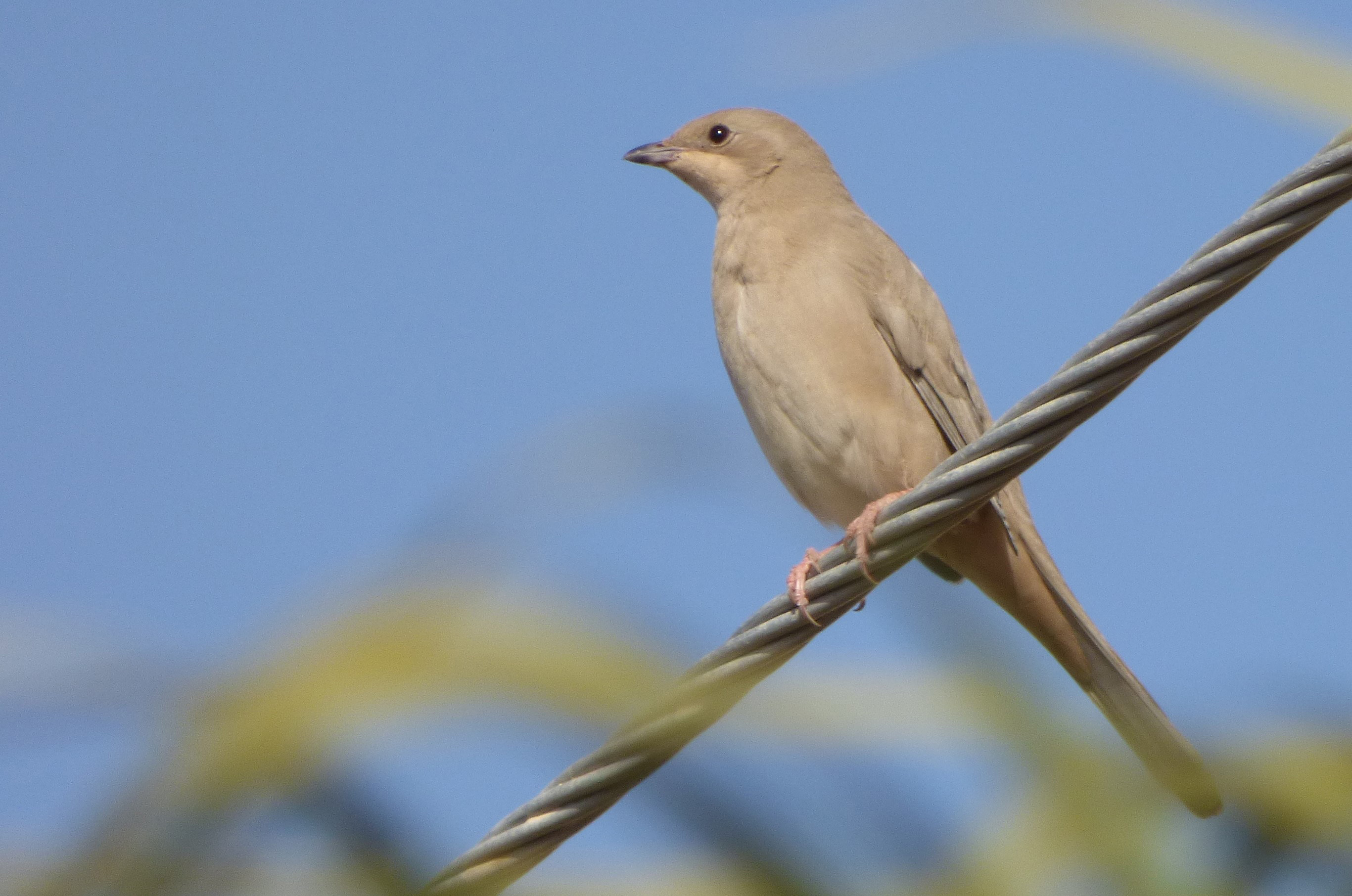 Oman - Nature Travel Birding