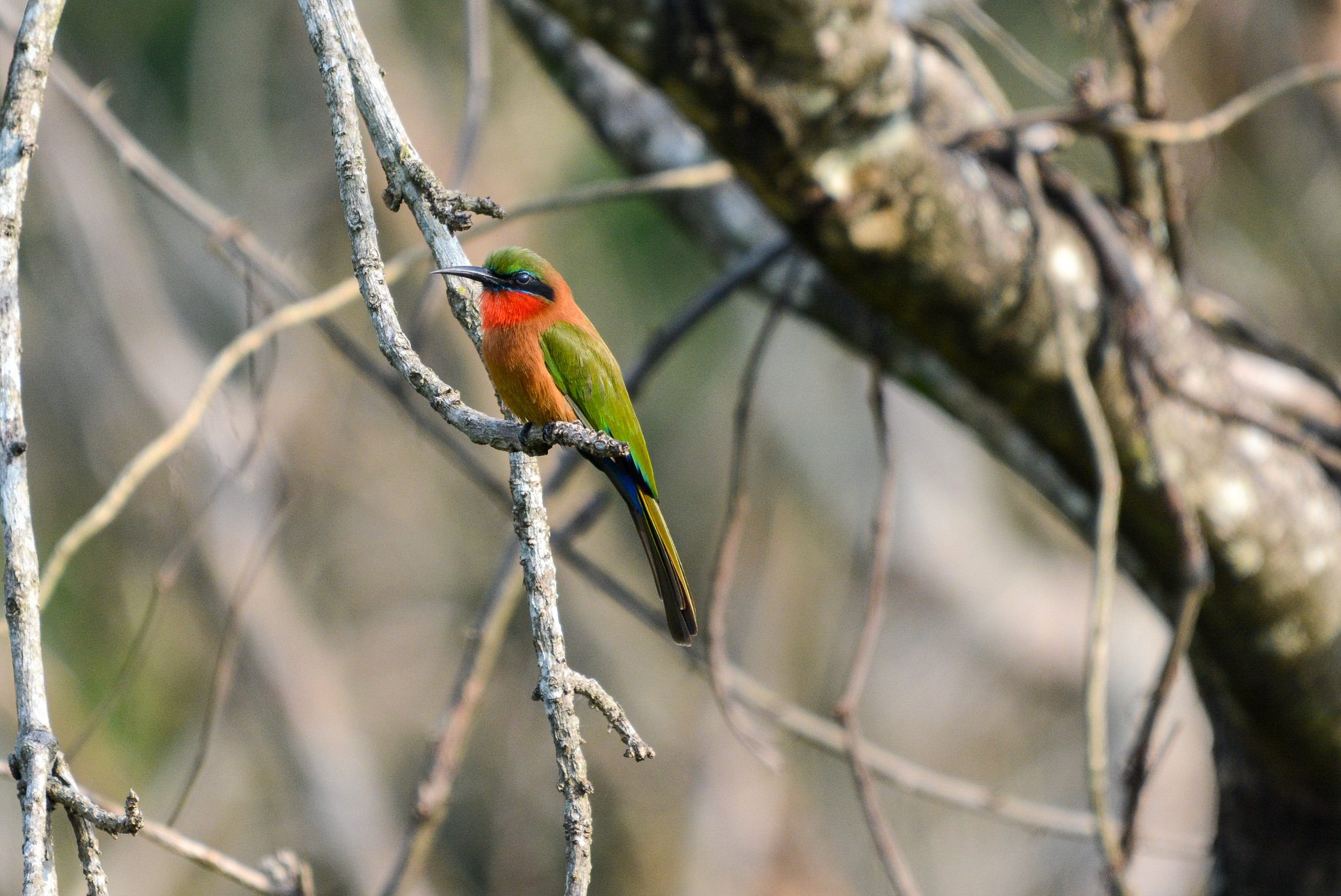 Gambia and Senegal - Nature Travel Birding