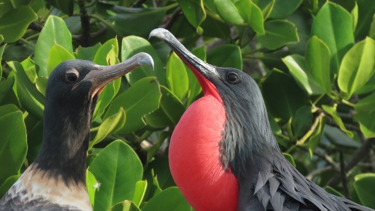 Seychelles - Aldabra Expedition - Nature Travel Birding