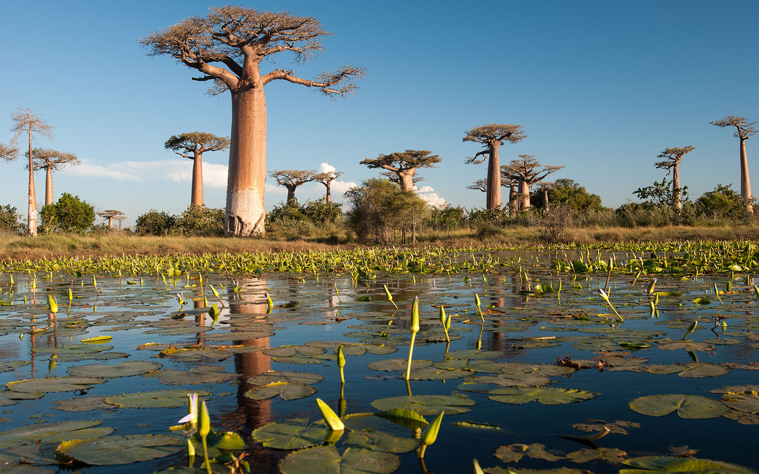 The unique world of Madagascar - Nature Travel Birding