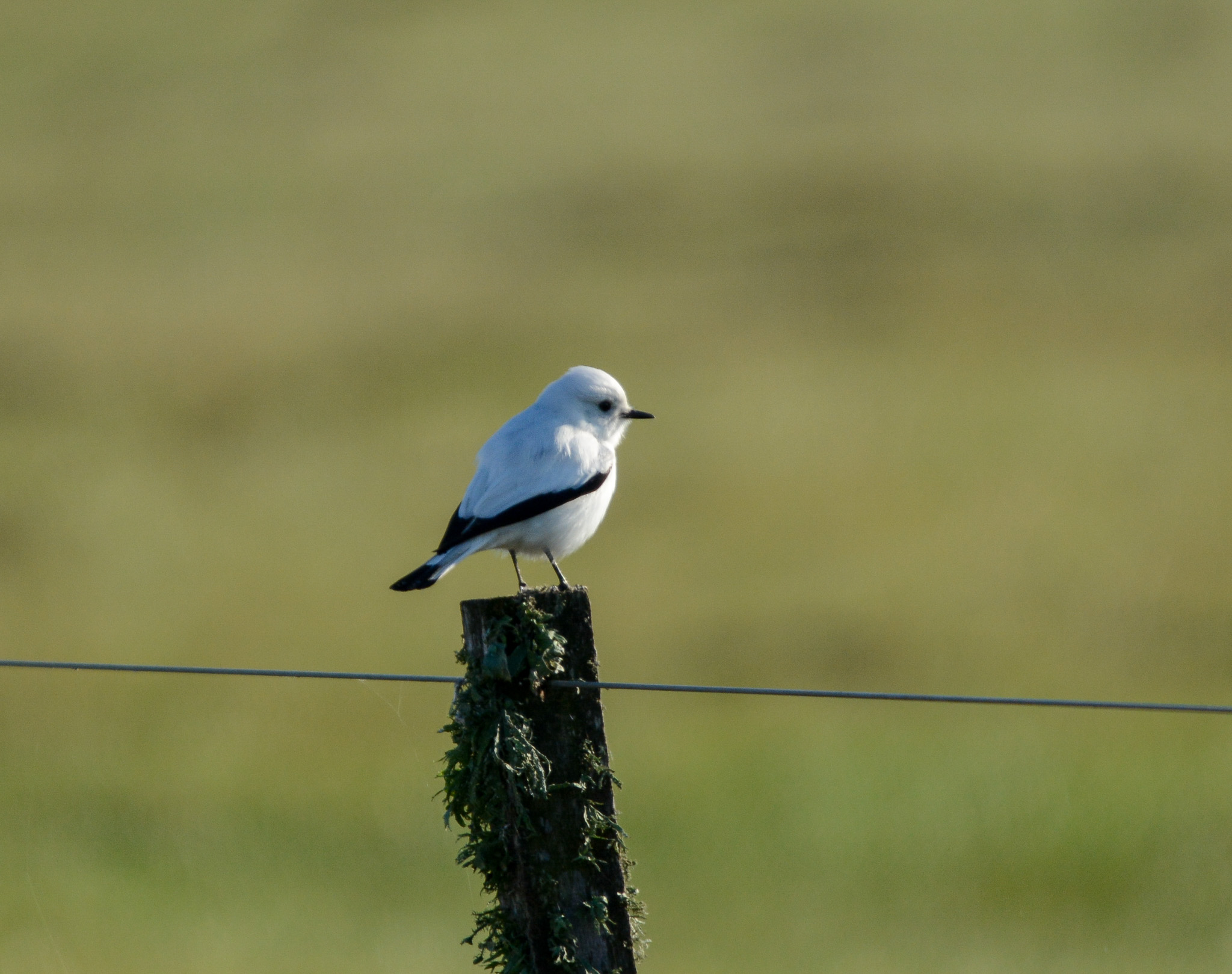 We're back from an amazing Argentina birding tour! - Trip report