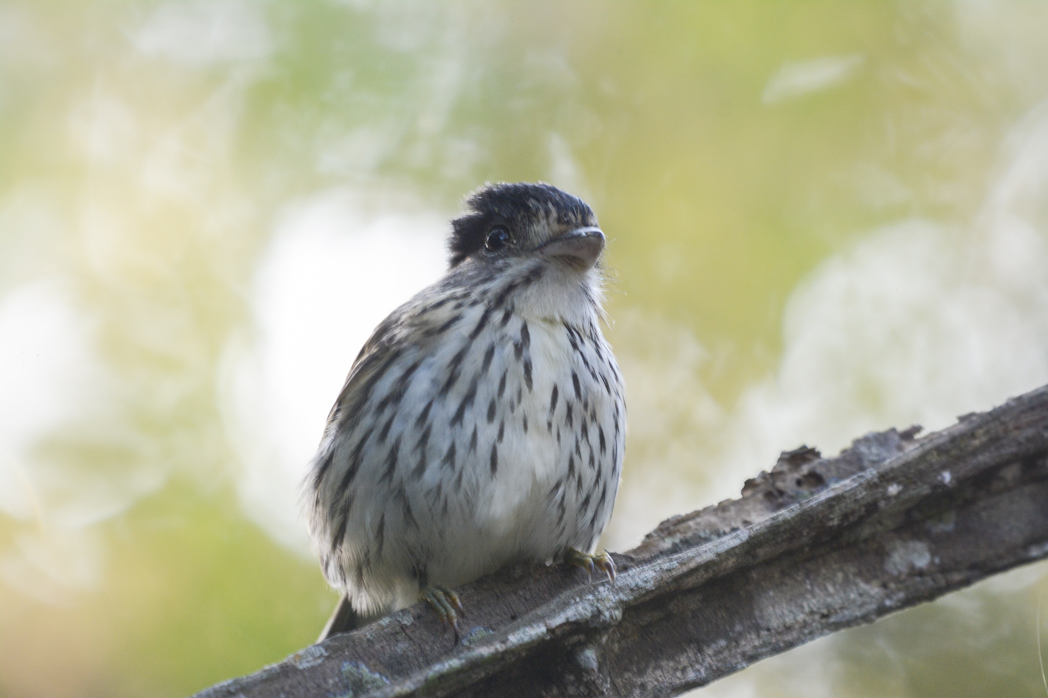 Kenya Wildlife and Birding Tour (Trip report) - Nature Travel Birding