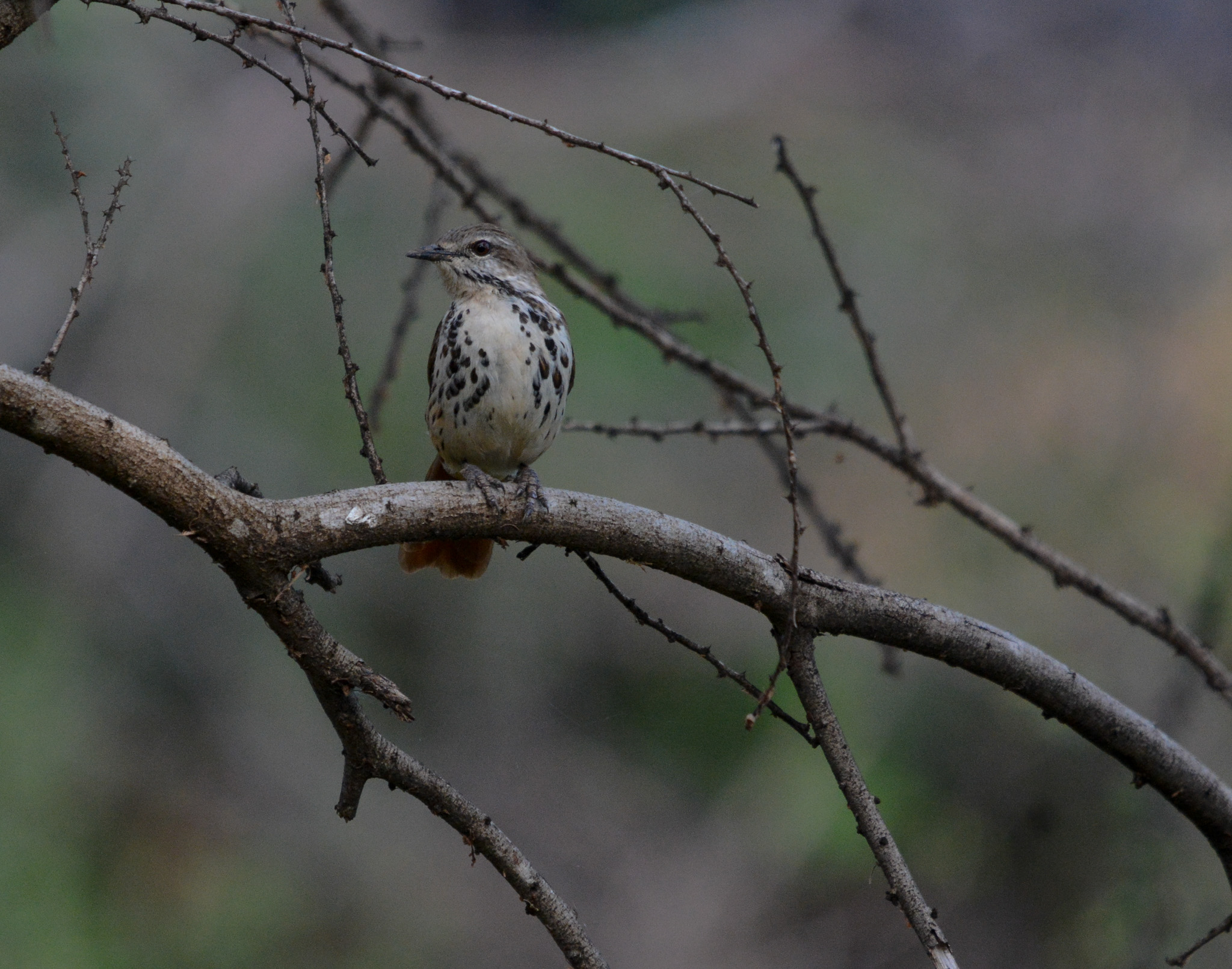 Kenya Wildlife and Birding Tour (Trip report) - Nature Travel Birding