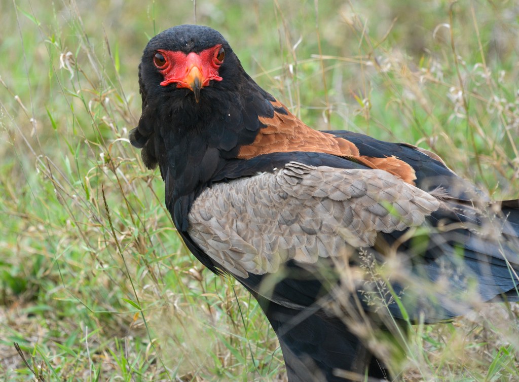 Birdlife SA Bird of the year 2024 - Nature Travel Birding
