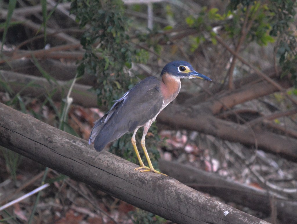 Namibia/ Okavango Panhandle Birding trip report - Nature Travel Birding
