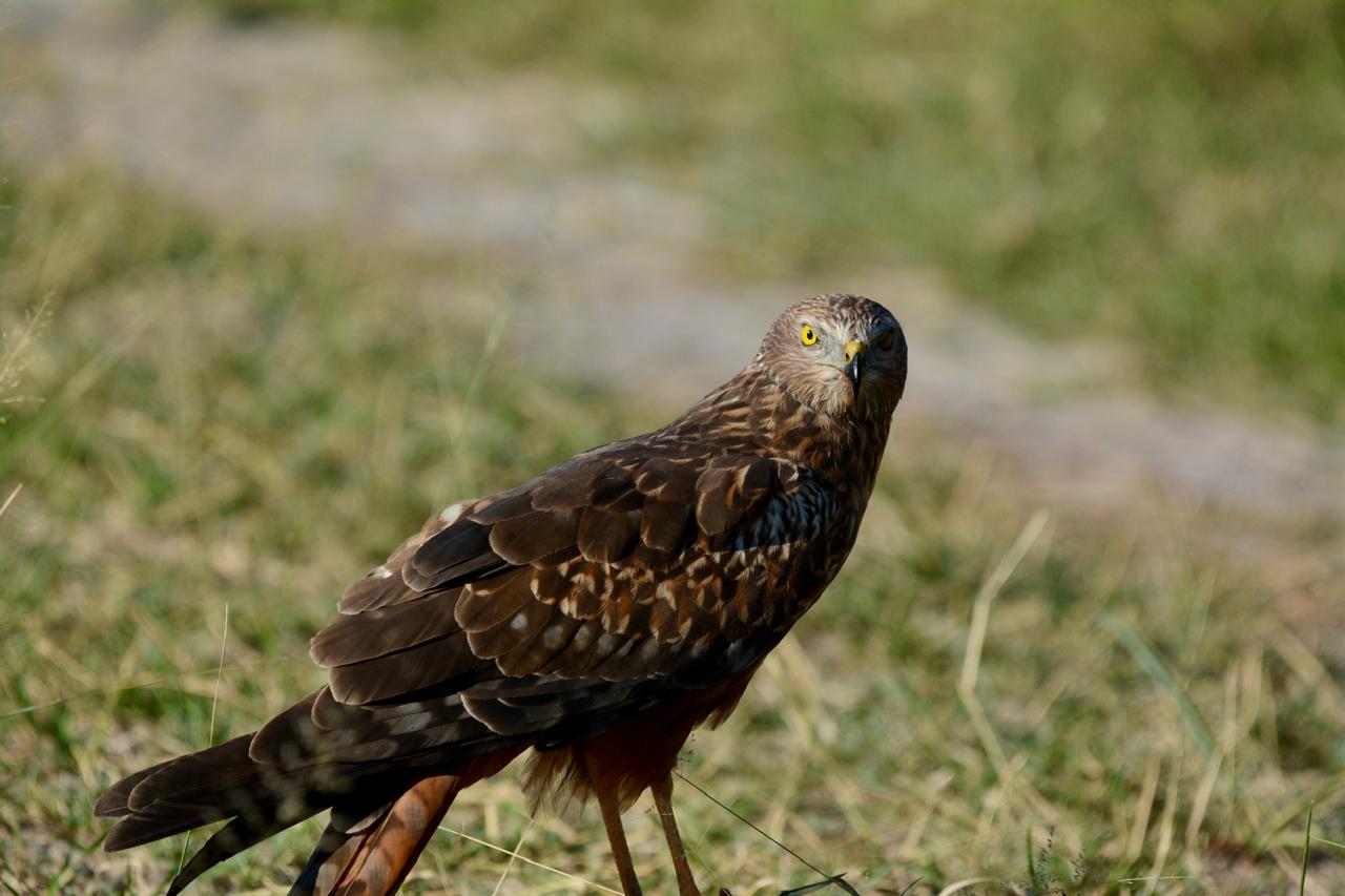 Spectacular birding in Moremi - Nature Travel Birding