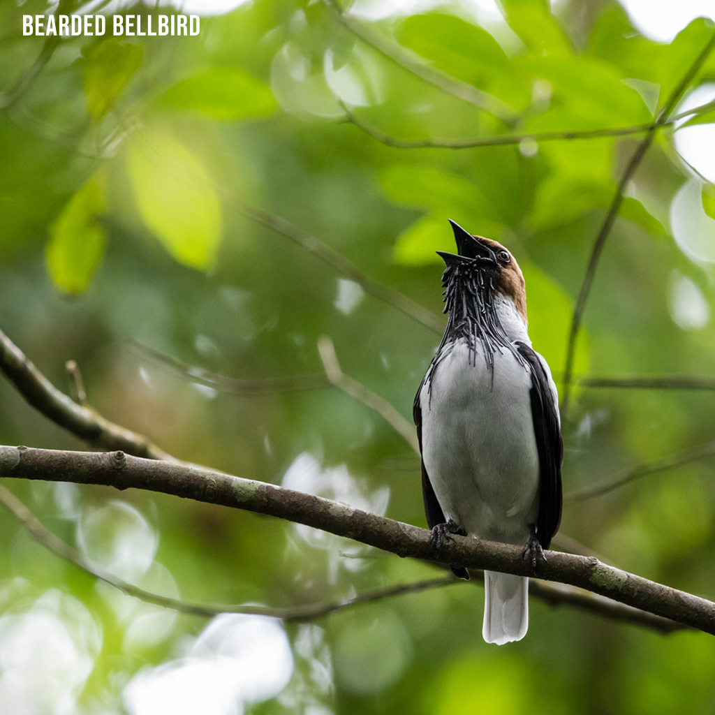 Trinidad & Tobago Birding Tour - Nature Travel Birding