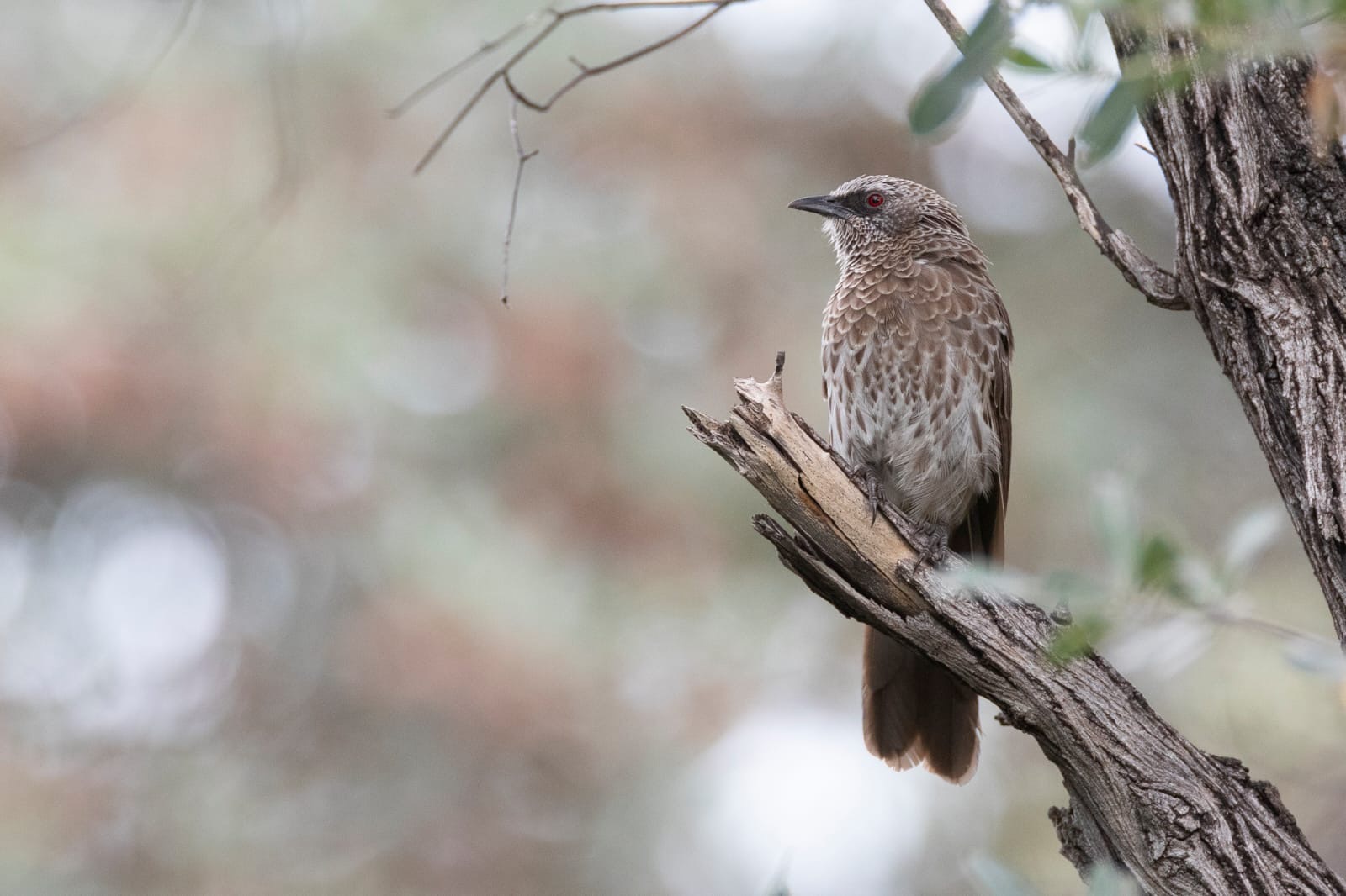 The birds of the Okavango Panhandle - Nature Travel Birding