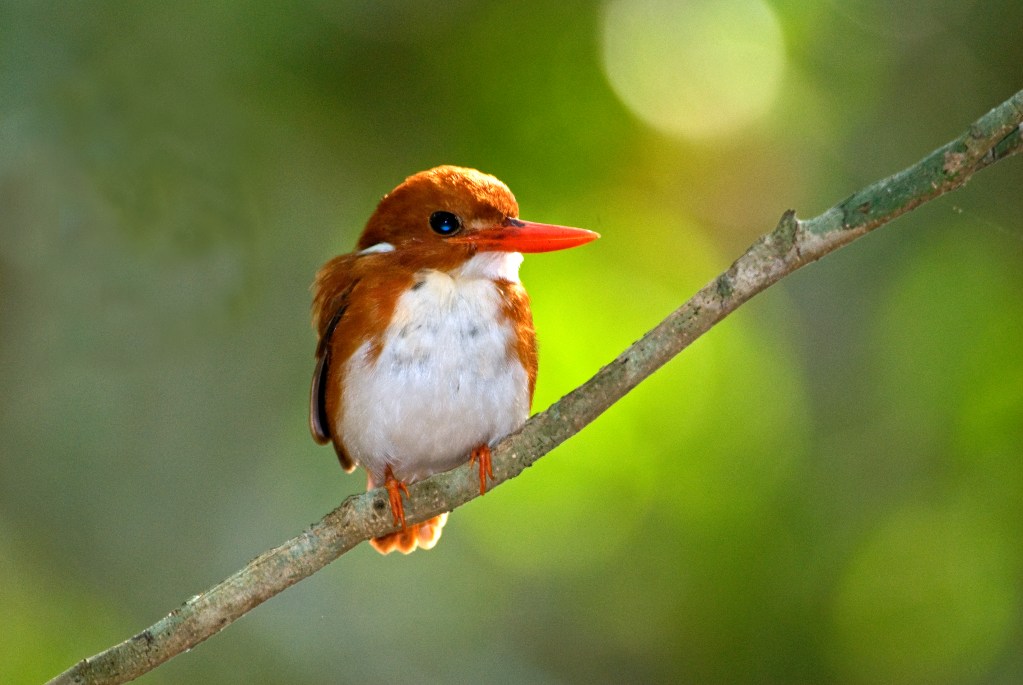 Madagascar Birding tour - Nature Travel Birding