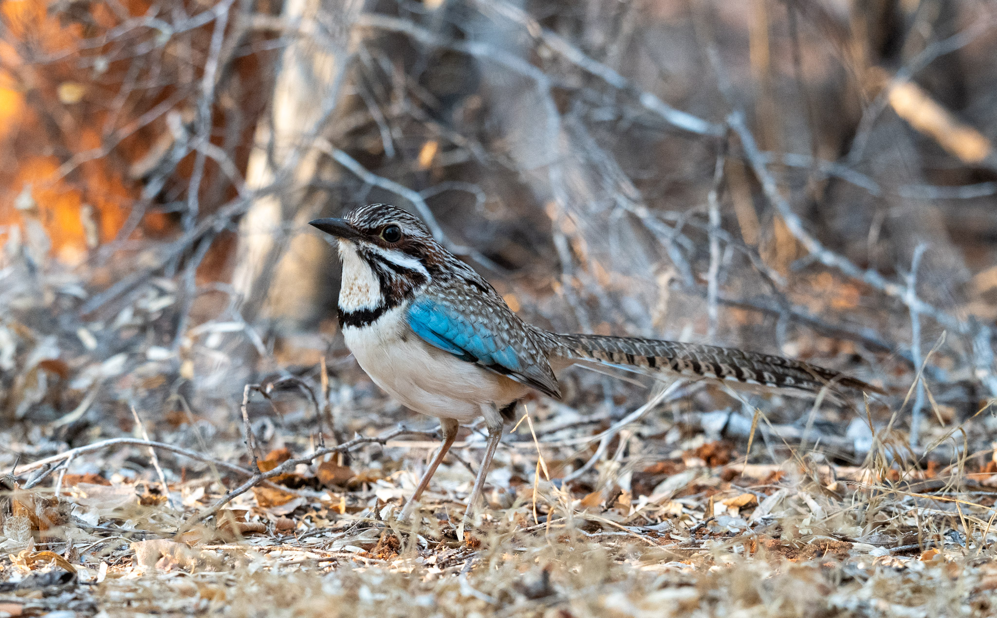 Madagascar Birding tour - Top Birding destination- Guided Tours.
