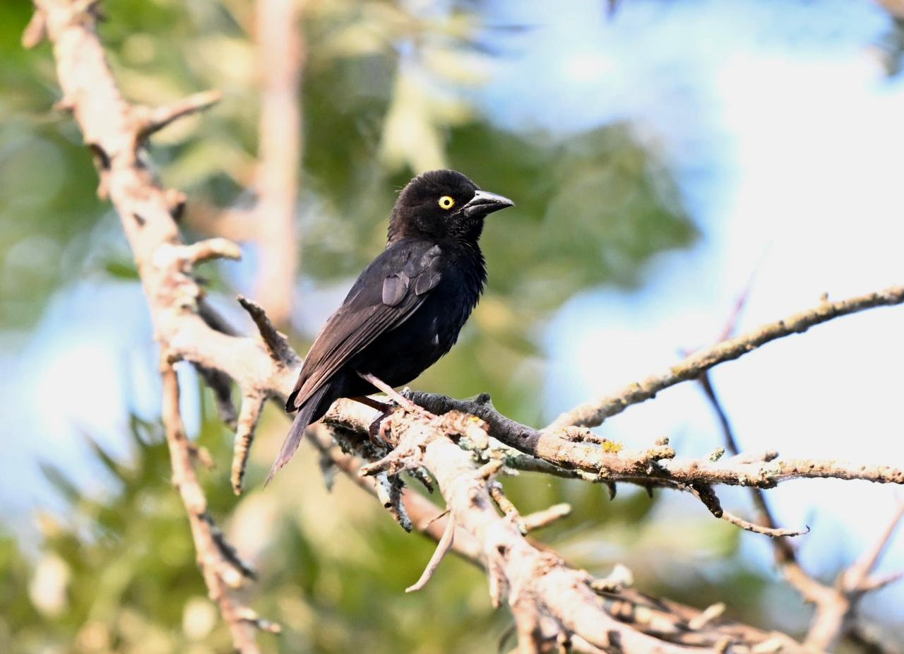 Gabon birding tour- Lupé and Loango National Parks
